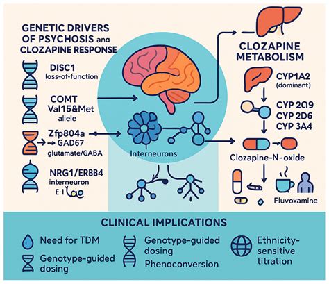 Following The Action Of Atypical Antipsychotic Clozapine And Possible