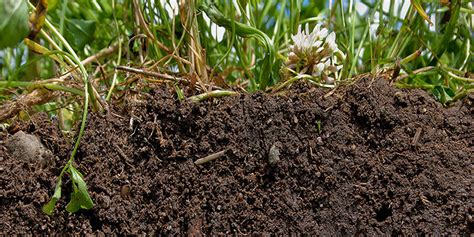 НАКОПЛЕНИЕ ГУМУСА: не забывайте об органике! | ASM-AGRO | Дзен