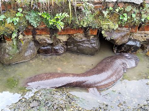 “天价”养殖娃娃鱼跌下神坛调查②：实地探访“中国大鲵之乡”汉中，上万户养殖户的命运与探索 凤凰网