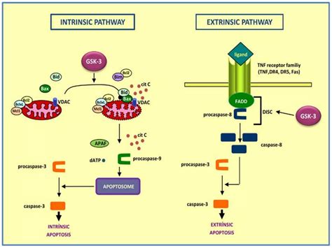 Intrinsic And Extrinsic Pathway Of Apoptosis Pptx Biological
