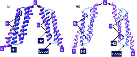 Solution Structures Of Prc1 Dd A Ribbon Representation Of The 20 Download Scientific Diagram