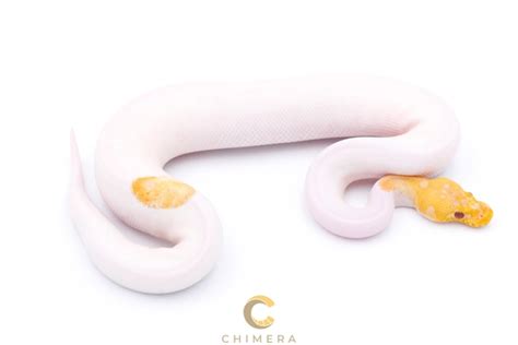 Candy Clown Pied Ball Python By Chimera
