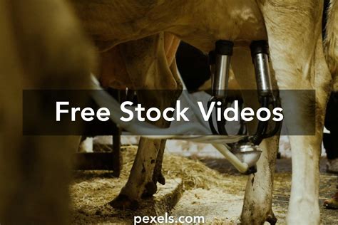 Cow Milking Videos Download The Best Free 4k Stock Video Footage And Cow