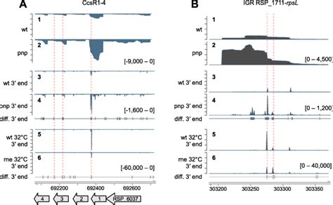 The Srna Levels Of Ccsr14 And Igrrsp1711rpsl Are Modulated By Rnase Download Scientific
