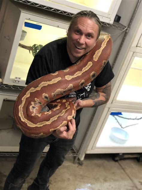 Huge Blood Python Huge Blood Python
