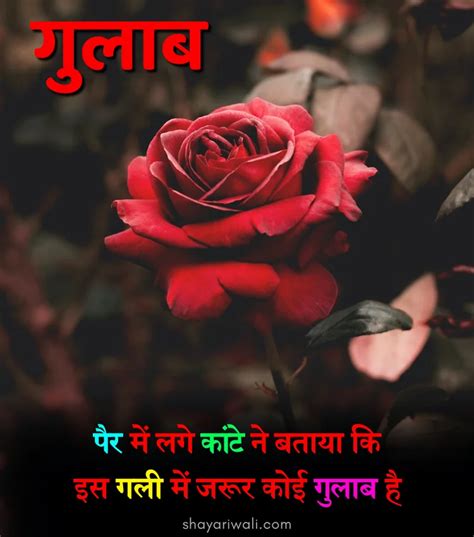 101 Gulab Shayari In Hindi 🌹 गुलाब पर हिंदी शायरी Shayari Wali