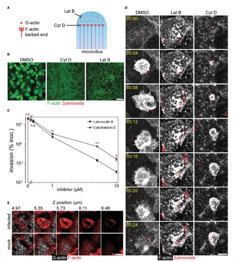 Consumption Of The G Actin Pool During Invasion Of Salmonella Causes Mv