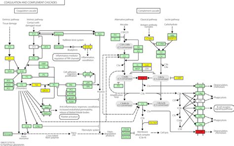 Coagulation And Complement Cascades Yellow Color And Red Color