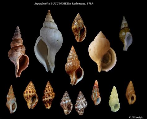 MalacologÍa MediterrÁnea Superfamilia Buccinoidea Familias Buccinidae