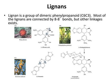 Ppt Biosynthesis Powerpoint Presentation Free Download Id6736954