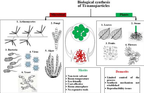 Schematic Representation For The Biological Synthesis Of Tio2