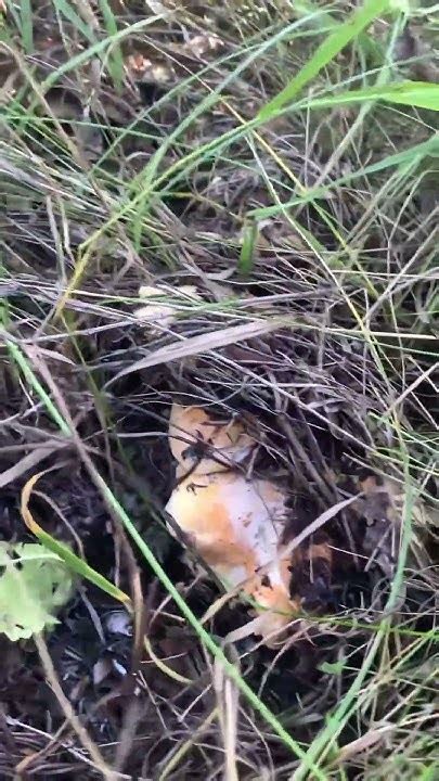 За грибами 🍄 Nature деревня грибы Youtube