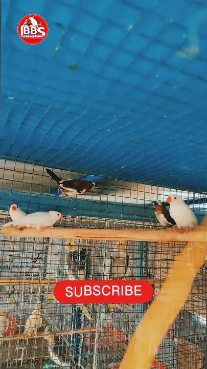 Finchesjava Shorts Ytshorts Youtubeshorts Viral Viralvideo Trending Shortvideo