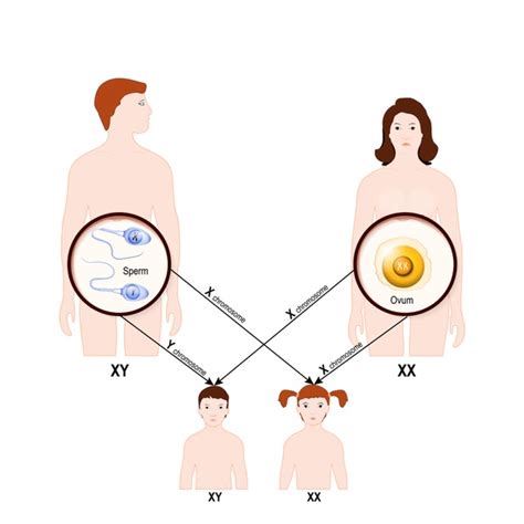 Babe Law Sex Royalty Free Images Stock Photos Pictures Shutterstock