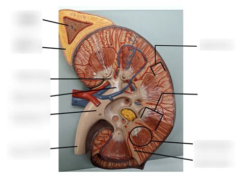 Urinary 4 Diagram Quizlet