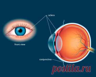 ЗДОРОВЬЕ.СОВЕТЫ