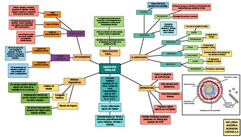 Hepatitis Virus Mapa Conceptual Asignatura Microbiologia Hepatitis