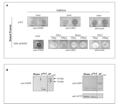 Figure 1 From Remaining Challenges In Cellular Flavin Cofactor Homeostasis And Flavoprotein