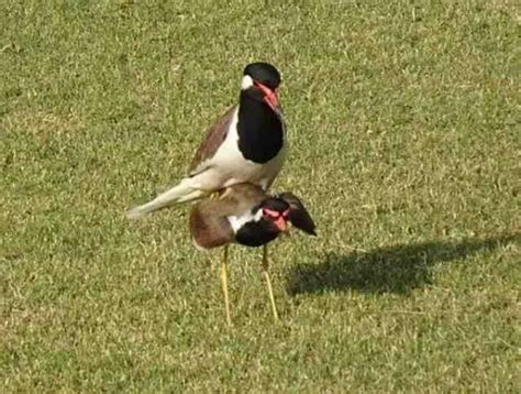 How Do Birds Mate A Deep Dive Into Bird Reproduction