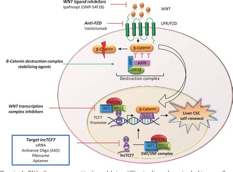 Figure 1 From Long Non Coding Rna Regulation Of Liver Cancer Stem Cell Self Renewal Offers New