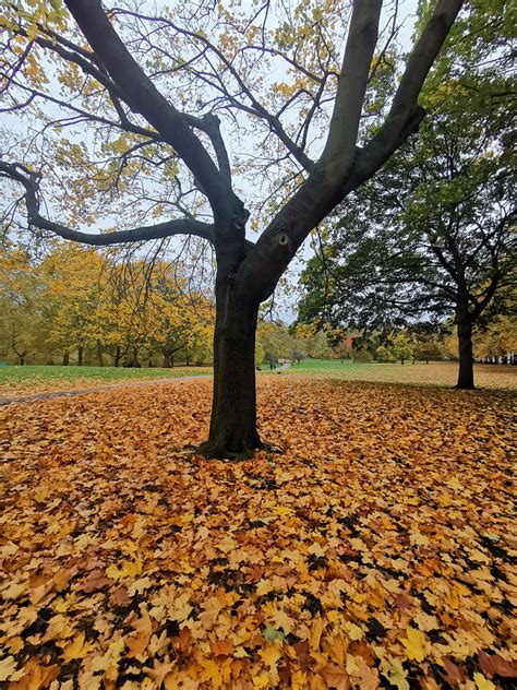 Londons Green Park In Magnificent Autumnal Hues Nov 2020