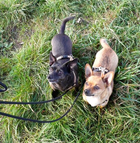 Grüße Von Mimi Und Lini ~ Niemandshunde E V