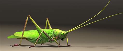 Grasshopper Free 3d Models Download Free3d