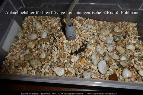 Procatopus Similis Similis Breitflössiger Leuchtaugen My Fish Aus