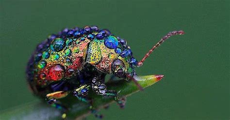 Beautiful Bug Imgur Beautiful Bug Imgur