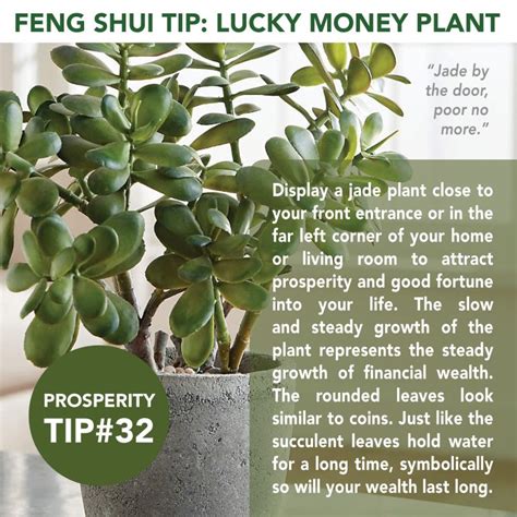 Are Jade Plants Good Feng Shui At Angel Alvarado Blog