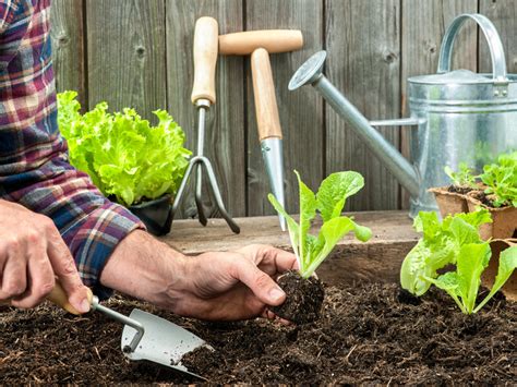 Для раннього врожаю саджайте ці овочі вже зараз вони добре ростимуть і на городі і в
