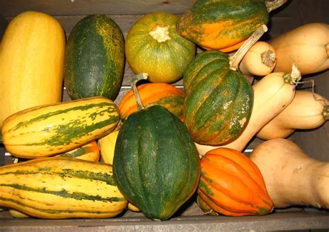 How To Grow Winter Squash Step By Step