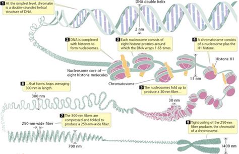 Eukaryotic Chromosome Diagram