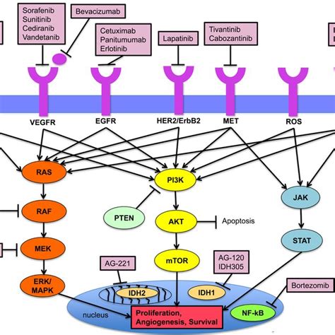 Key Signaling Pathways In The Pathogenesis Of Cholangiocarcinoma And