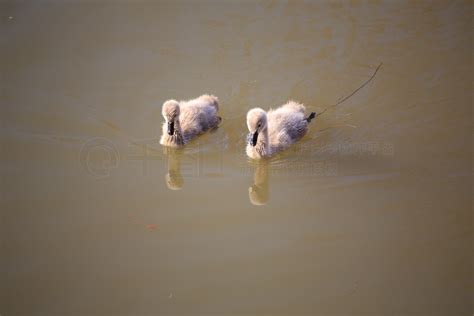 丑小鸭高清图片 两只小天鹅丑小鸭 动物植物免费下载格式5760像素编号35110711 千图网
