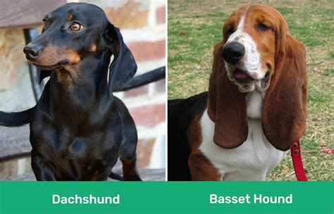 Dachshund Vs Basset Hound The Differences With Pictures Dogster