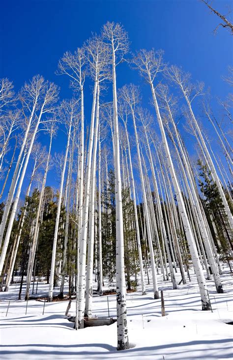 Quaking Aspen Seed Grow Kit ShÈn
