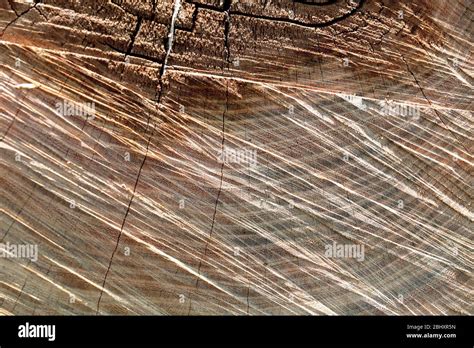Texture Of Tree Stump Stock Photo Alamy