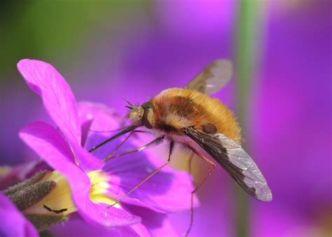 Bee Flies Masters Of Disguise Heart Of England Forest