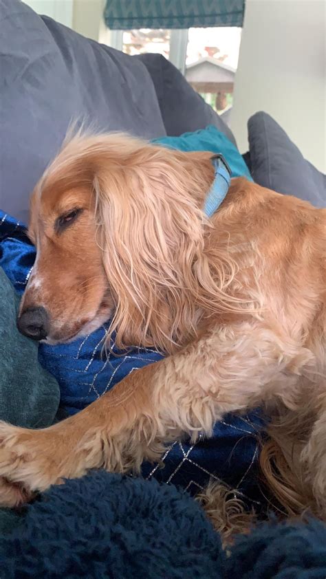 Lazy Day Lounging R Pics