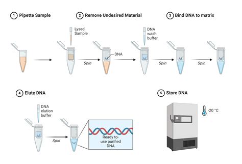 Experimental Protocol For Dna Extraction Aat Bioquest