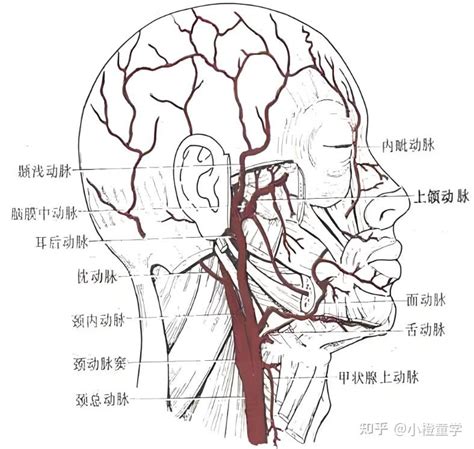 颈外动脉分支及其血供范围 知乎