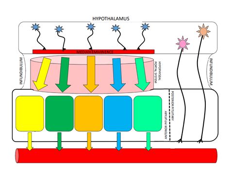 Hypothalamuspituitary Axis Worksheet Diagram Quizlet