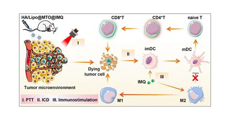 Immunomodulator Mediated Suppressive Tumor Immune Microenvironment