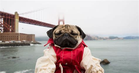 Grabcut Notebook Implementation For Image Matting