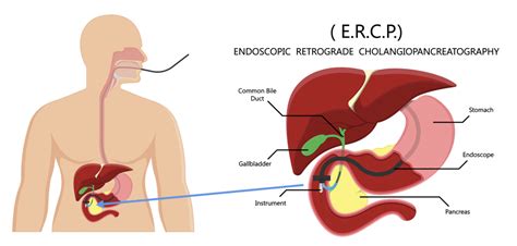 Investigations Harbour Surgery Centre