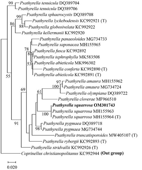 Maximum Likelihood Tree Generated From Its Sequence Data Bootstrap Download Scientific Diagram