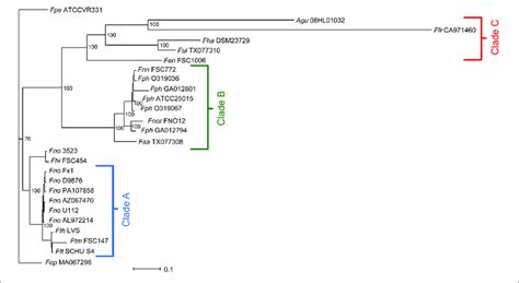 A Maximum Likelihood Ml Phylogenetic Tree Based On The Download Scientific Diagram