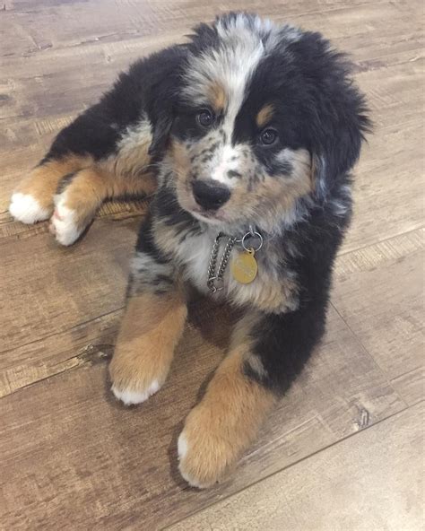 Bernese Mountain Dog Australian Shepherd Mix Puppy Alligator Fish