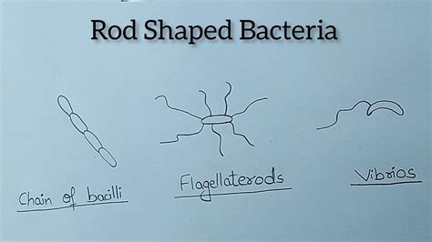Vibrio Bacteria Shape